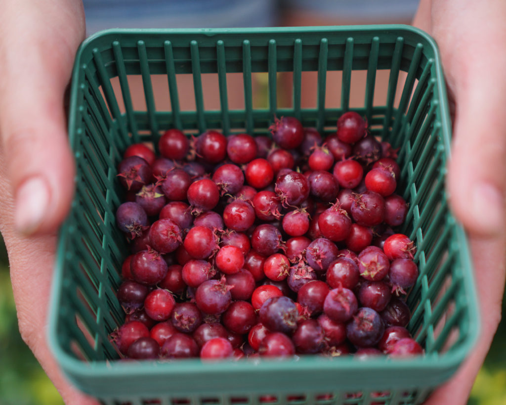 Serviceberries – Not Far From the Tree