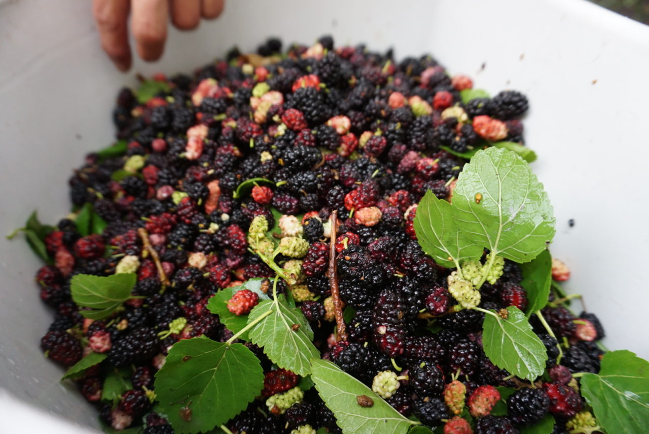 Mulberries – Not Far From the Tree