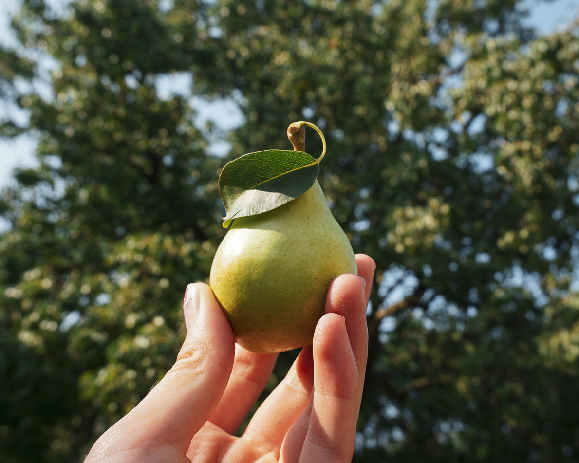 Pears – Not Far From the Tree