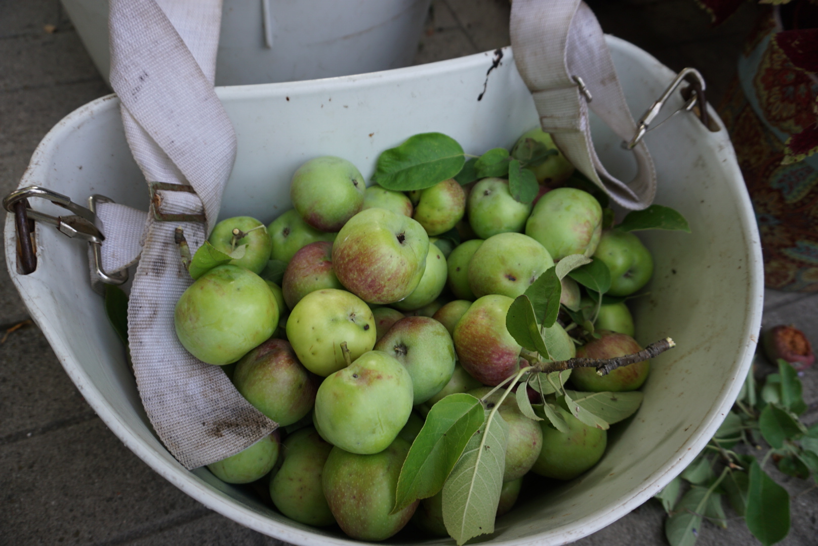 August Fruit Ripening Tips – Not Far From the Tree