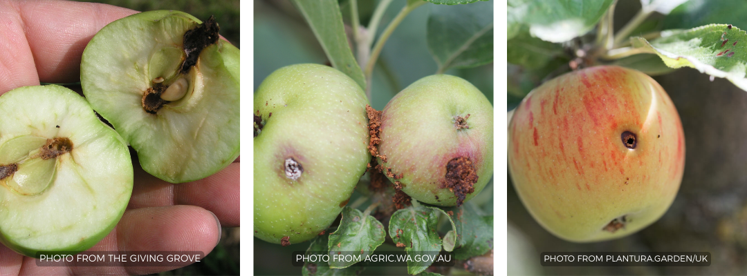 Pests and Disease – Not Far From the Tree