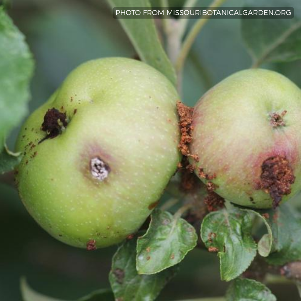 Common Bugs and Disease – Not Far From the Tree