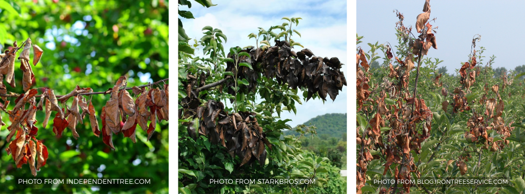 Pests and Disease – Not Far From the Tree