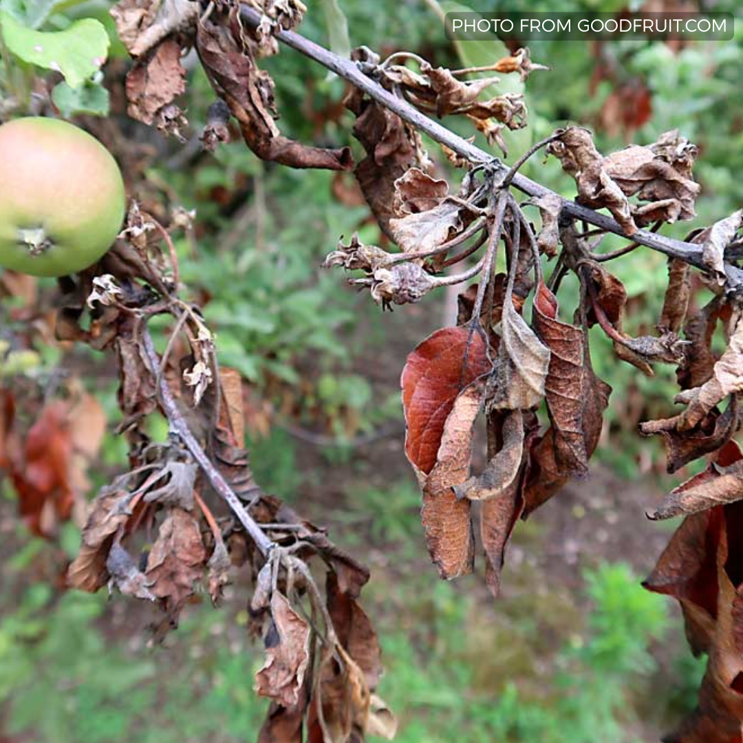 Pests and Disease – Not Far From the Tree