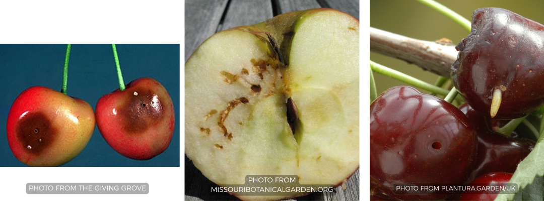 Pests and Disease – Not Far From the Tree