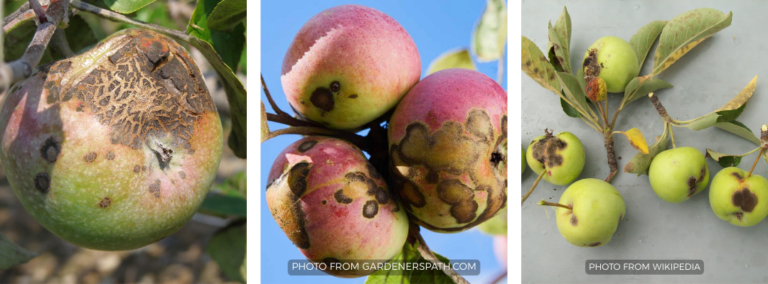 Pests and Disease – Not Far From the Tree