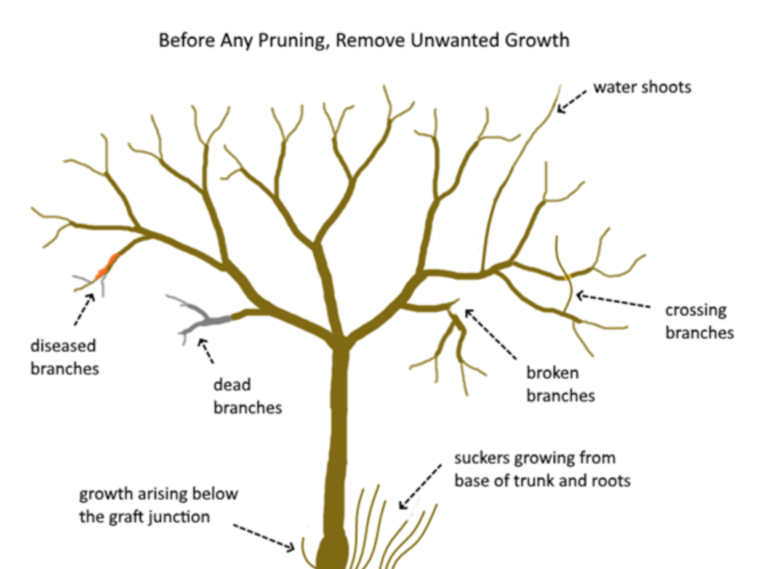 Pruning 101 – Not Far From the Tree