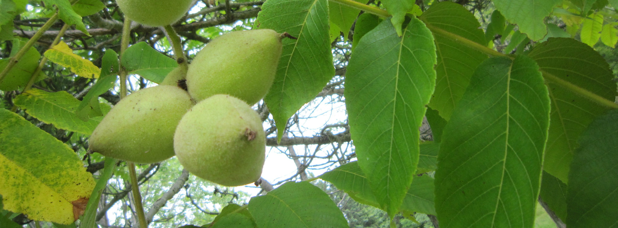 Edible Nuts of Toronto – Not Far From the Tree