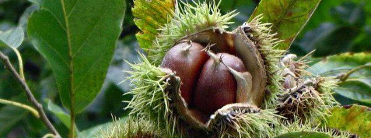 Edible Nuts of Toronto – Not Far From the Tree